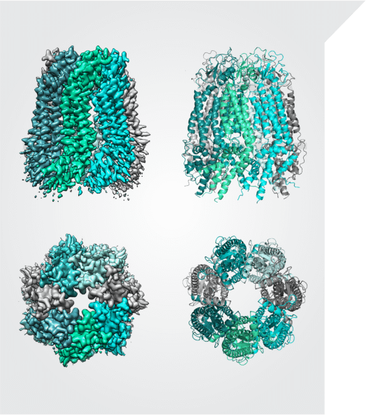 Pannex Therapeutics - Developing life transforming therapies based on ...