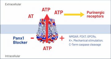 Pannex Therapeutics - Our Science