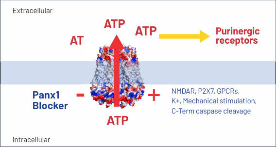 Pannex Therapeutics - Our Science