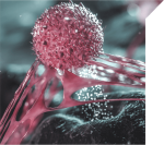 Pannex Therapeutics - Science